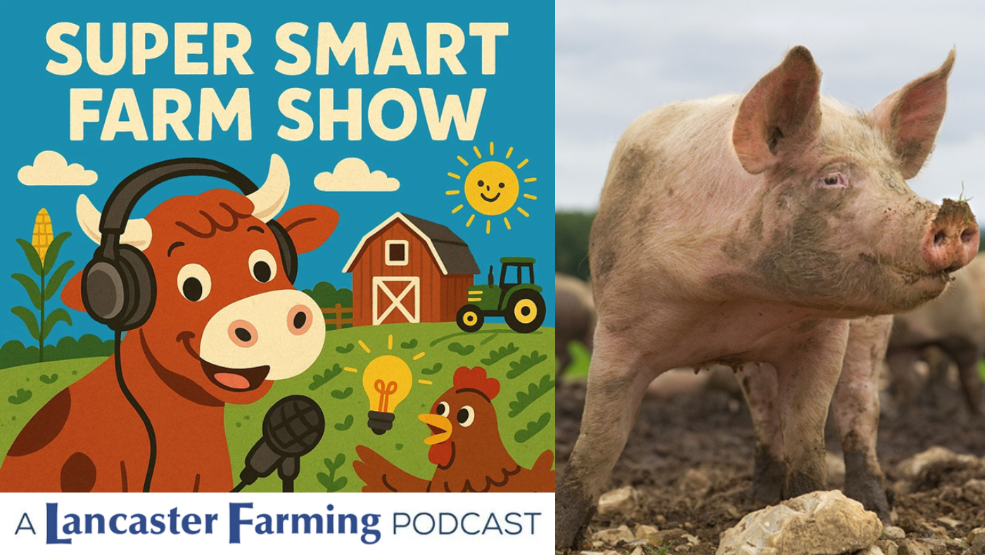 Why Do Pigs Like to Roll in the Mud? | Super Smart Farm Show ...