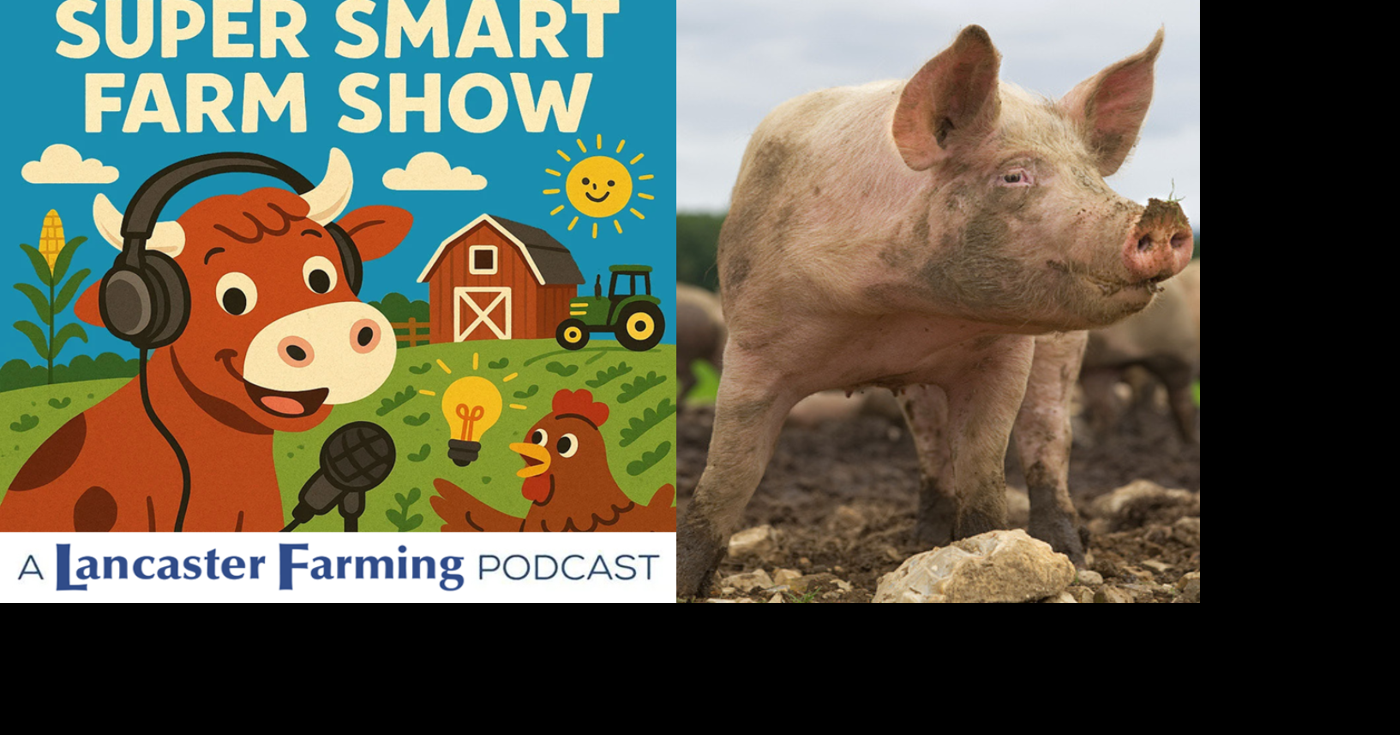 Why Do Pigs Like to Roll in the Mud? | Super Smart Farm Show ...