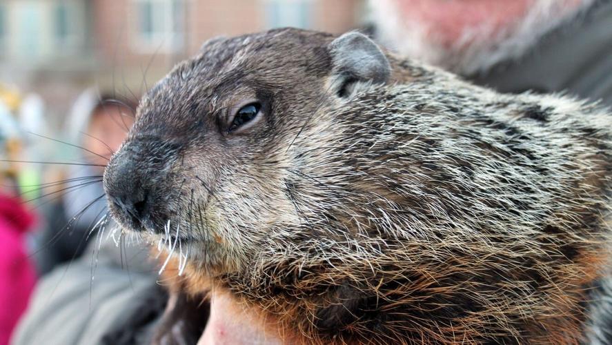 Move Over Punxsutawney Phil: Meet 11 More Weather-Predicting Groundhogs ...