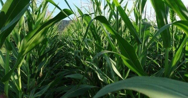 Know Your Whole-Stalk Moisture Content as Corn Silage Harvest Nears ...