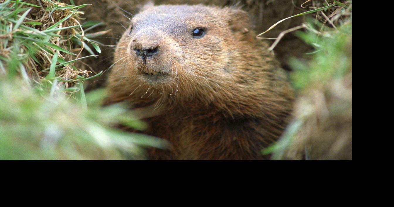 Why Groundhogs Are Smarter Than We Think [Opinion] | Farm and Rural ...