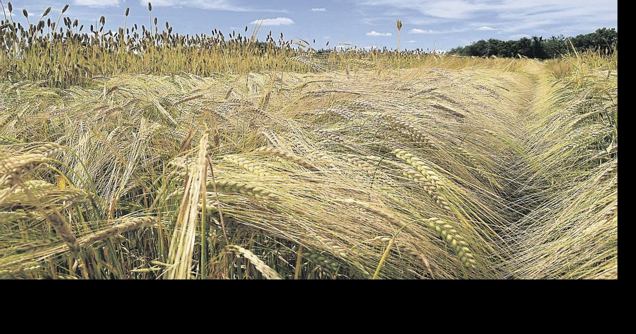 New Guide Focuses on Growing Barley for Beer | Agriculture Education ...