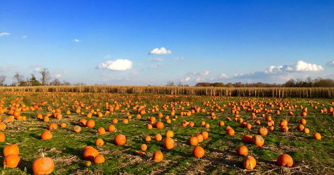 Pennsylvania Pumpkin Growers Enjoy Bumper Crop Despite Some Challenges ...
