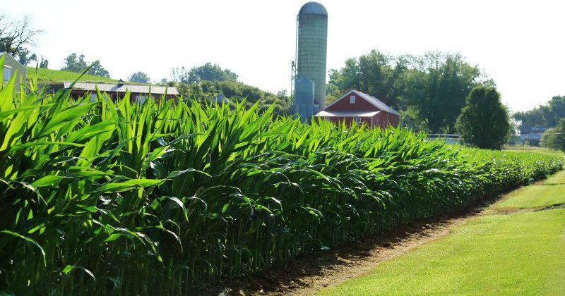 Monitoring Your Corn Moisture Content for Silage Harvest | Farming and ...