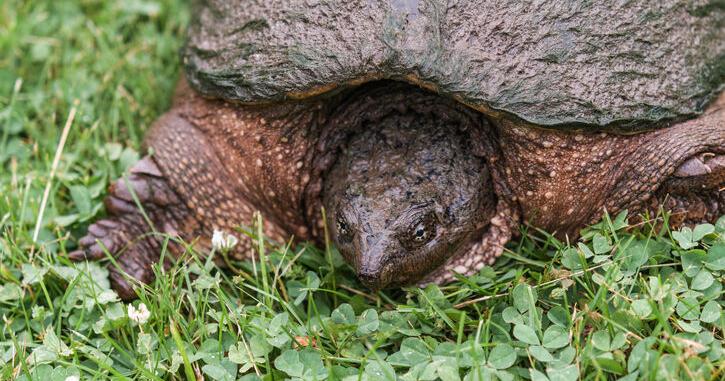 A Snappy Visitor in the Corn Patch [Opinion] | Farm and Rural Family ...