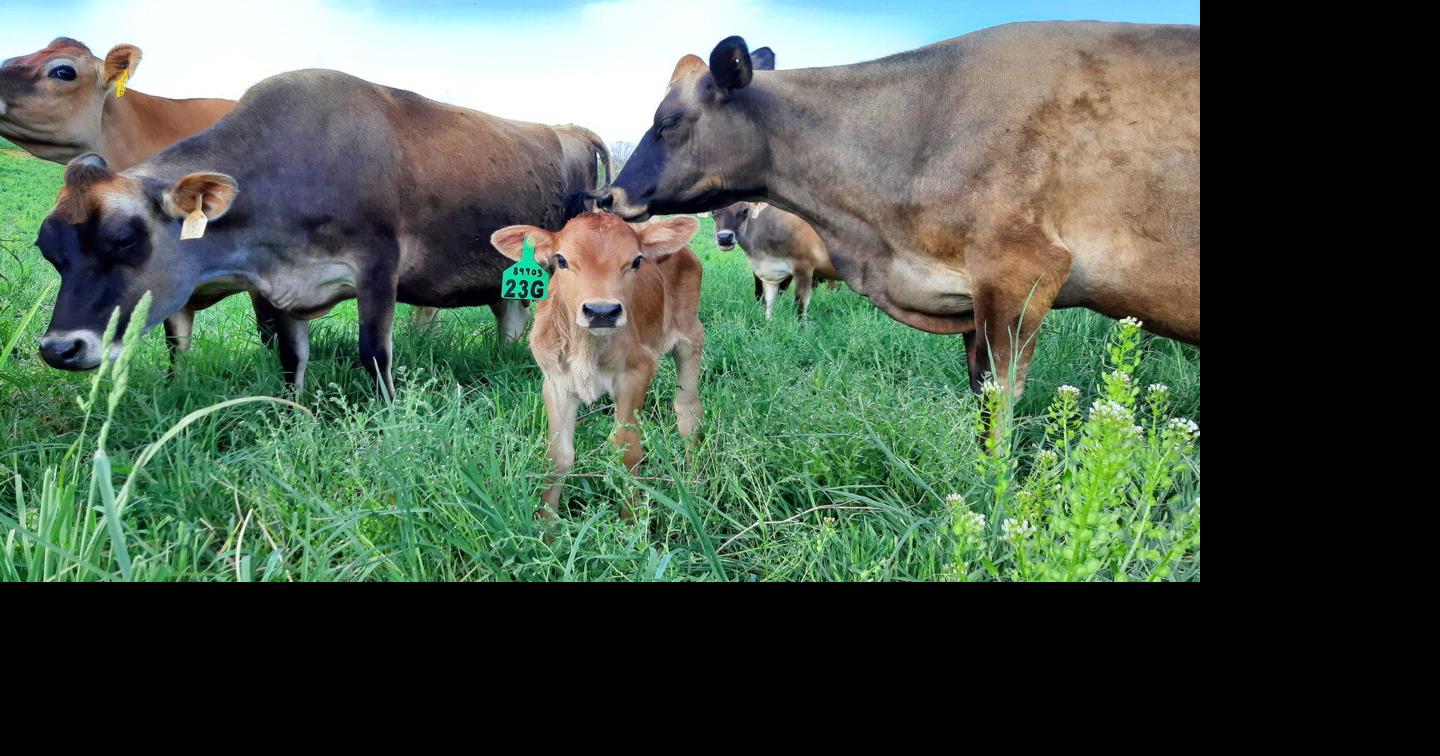 Nurse Cows Feed Calves With Minimal Labor | Dairy News ...