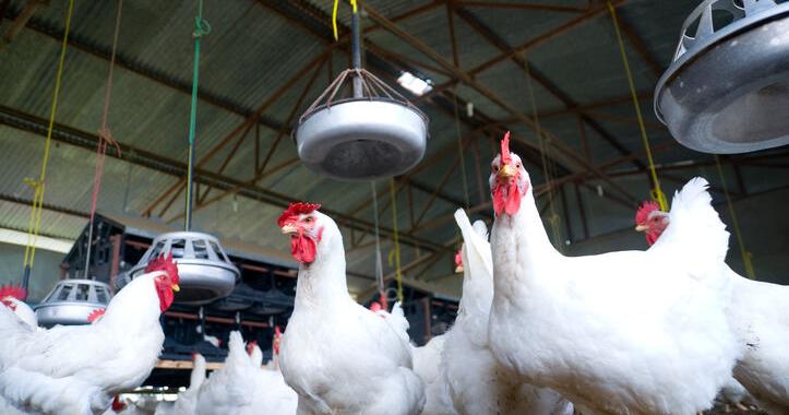 Improving Communication With Feed Mills for Your Poultry Operation ...