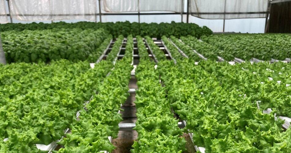 Hydroponic Farmers Turn Half Acre Into Million-Dollar Enterprise ...