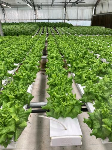 Hydroponic Farmers Turn Half Acre Into Million-Dollar Enterprise ...