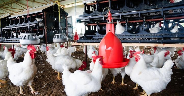 USDA Announces Free Biosecurity Audits for Avian Influenza Risk ...