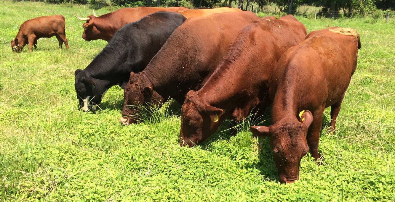 Pilot Project Announced to Improve West Virginia Beef Cattle ...