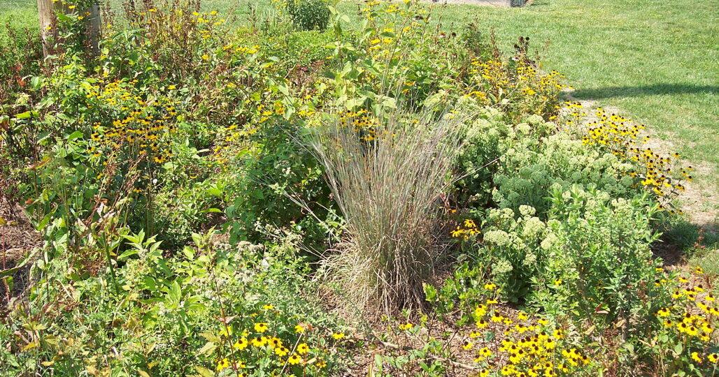 Year-Round Gardening With Edible and Pollinator-Friendly Perennials ...