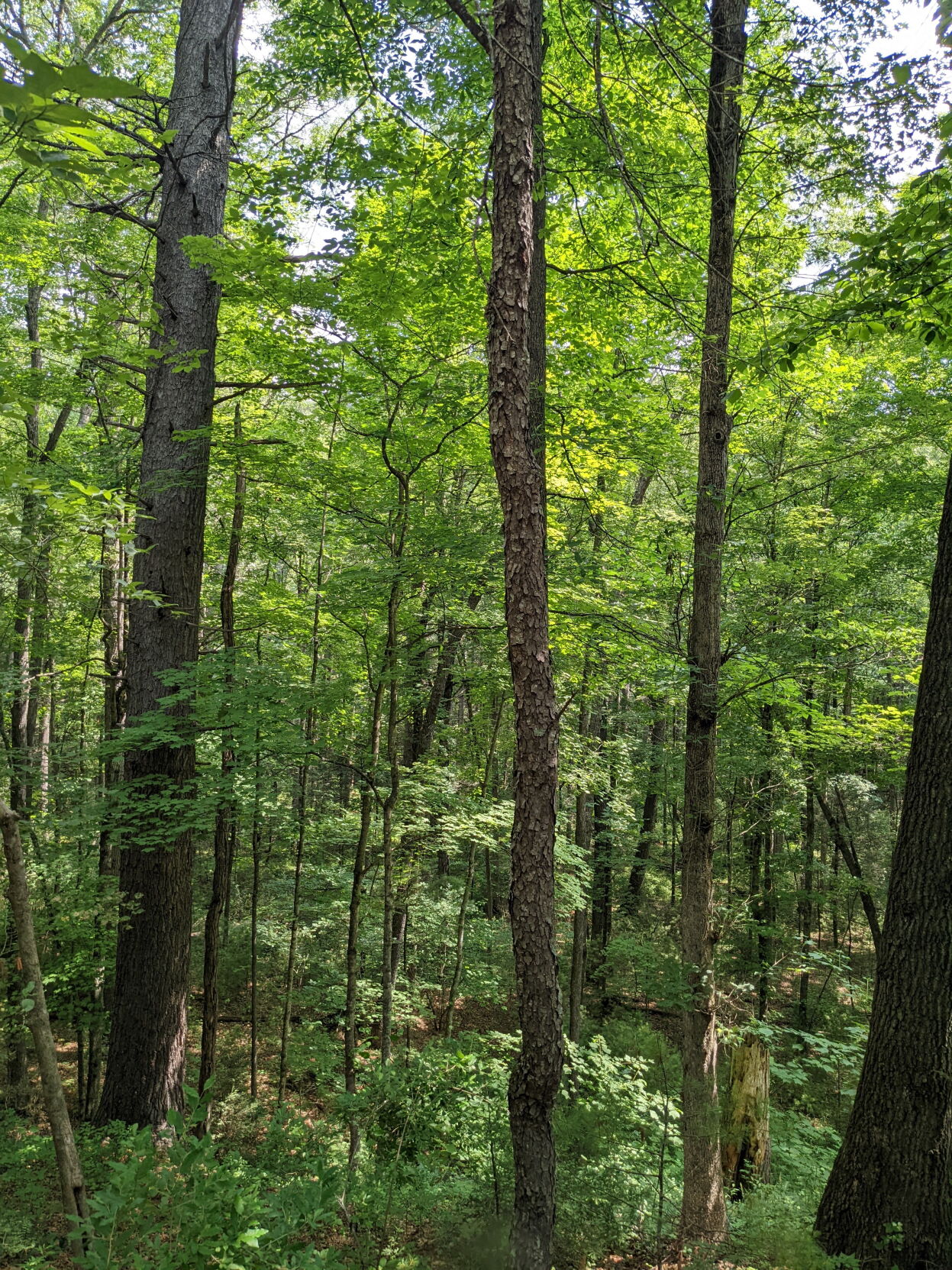 You Just Acquired a Woodlot — Now What? | Farming and Agricultural News ...