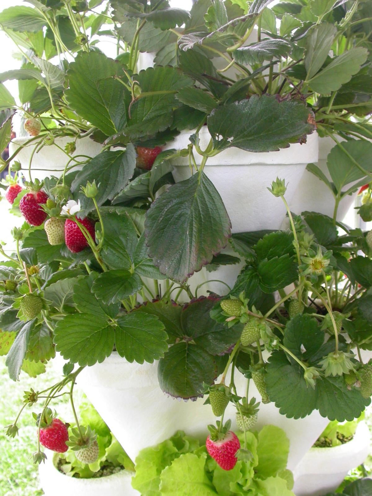 Hydroponic Strawberries a Fruitful 'Occupassion’ | Northern Region ...