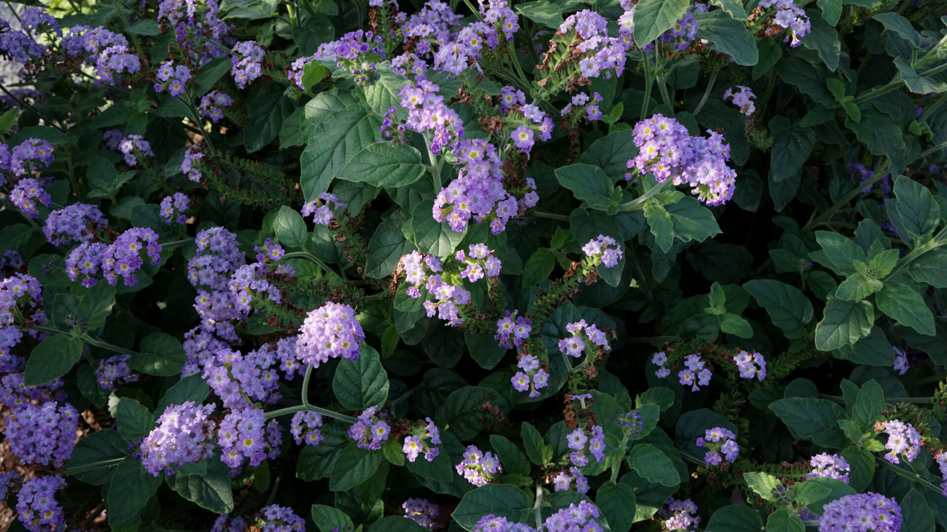 2025's New Annual and Perennial Garden Plant Varieties Are Here ...