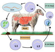 Filling Up the Parasite Management Toolbox for Sheep Care | Livestock ...