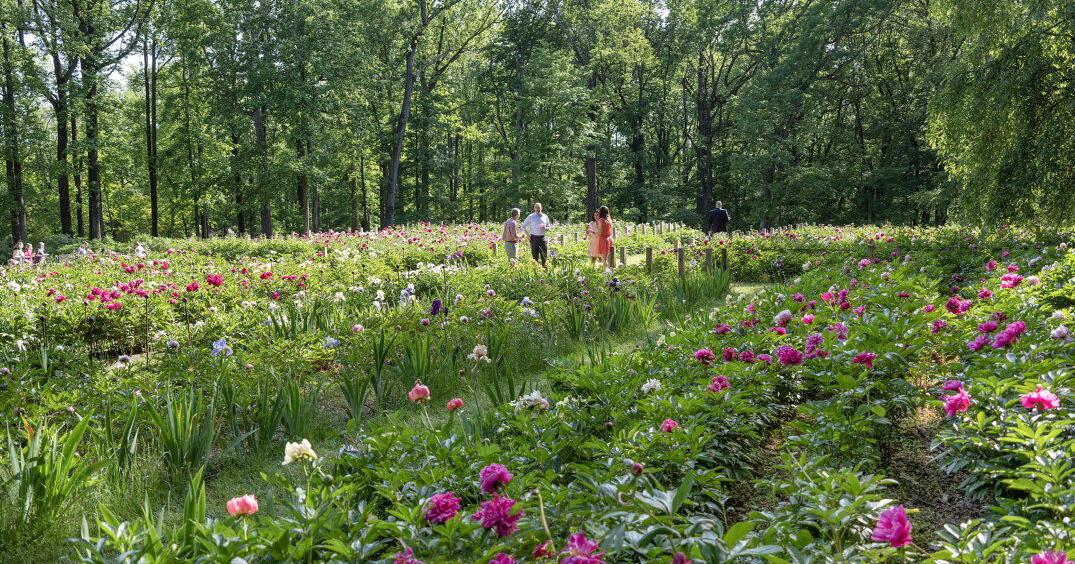 The Magic of Growing Peonies | Gardening Tips and How-To Garden Guides ...