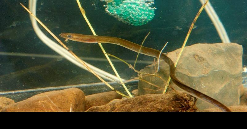 ‘Eels in the Classroom’ Program in its Third Year | Agriculture ...