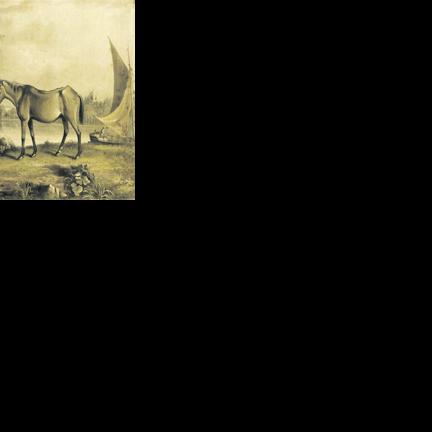 Horses & History: Old Billy, Oldest Horse Ever on Record | Horse News ...
