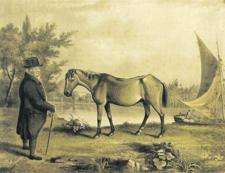Horses & History: Old Billy, Oldest Horse Ever on Record | Horse News ...