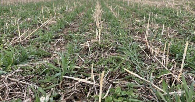 Determining Your Cover Crop Seeding Rate This Fall | Field Crop News ...