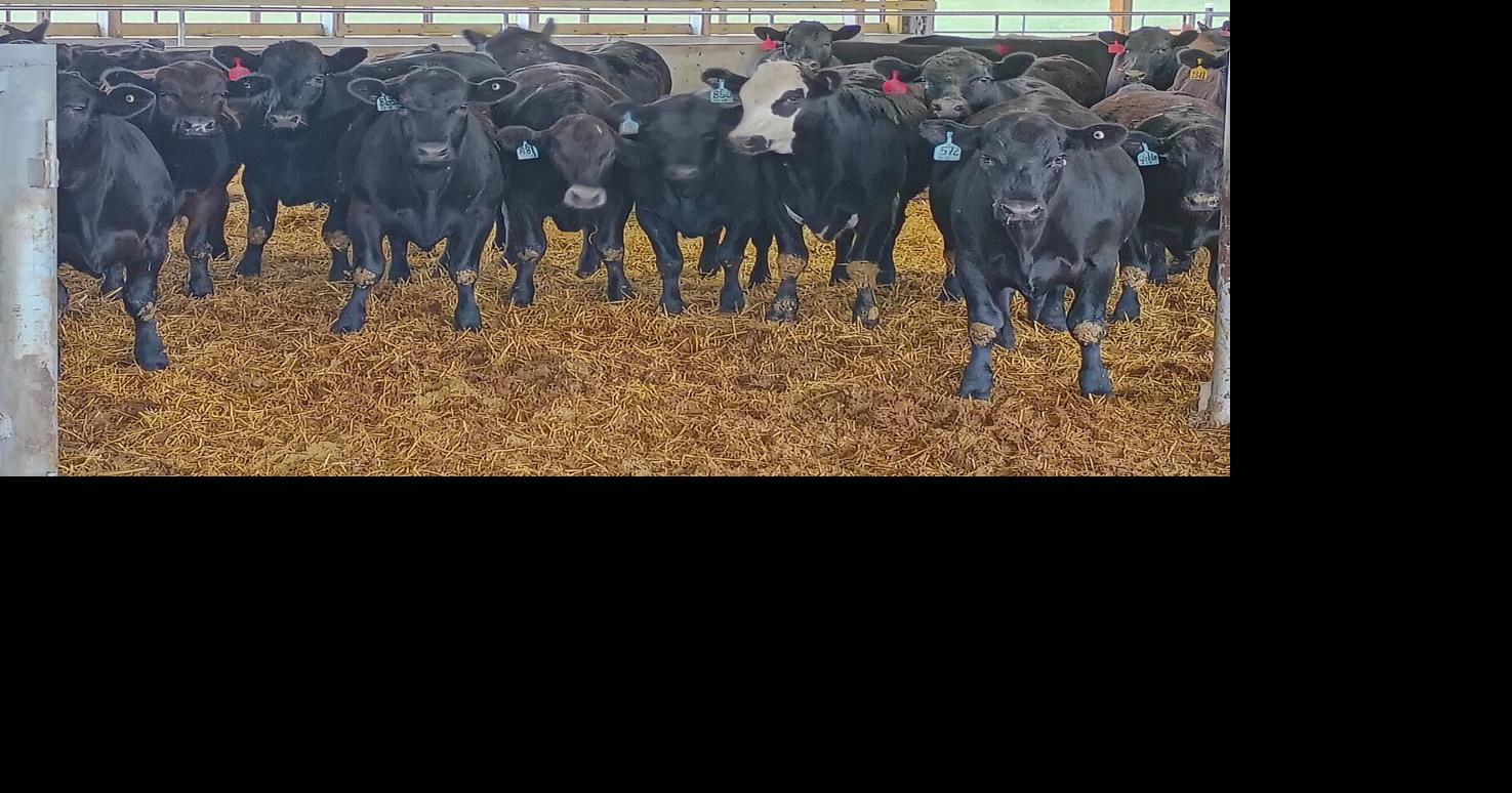 What Makes Certified Angus Beef So Successful? | Livestock News ...