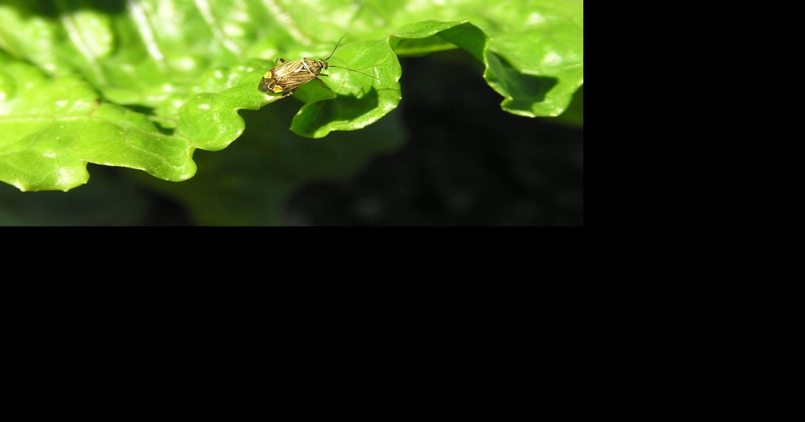 Three Bad Bugs That Damage Vegetable Fields | Fruit and Vegetable ...