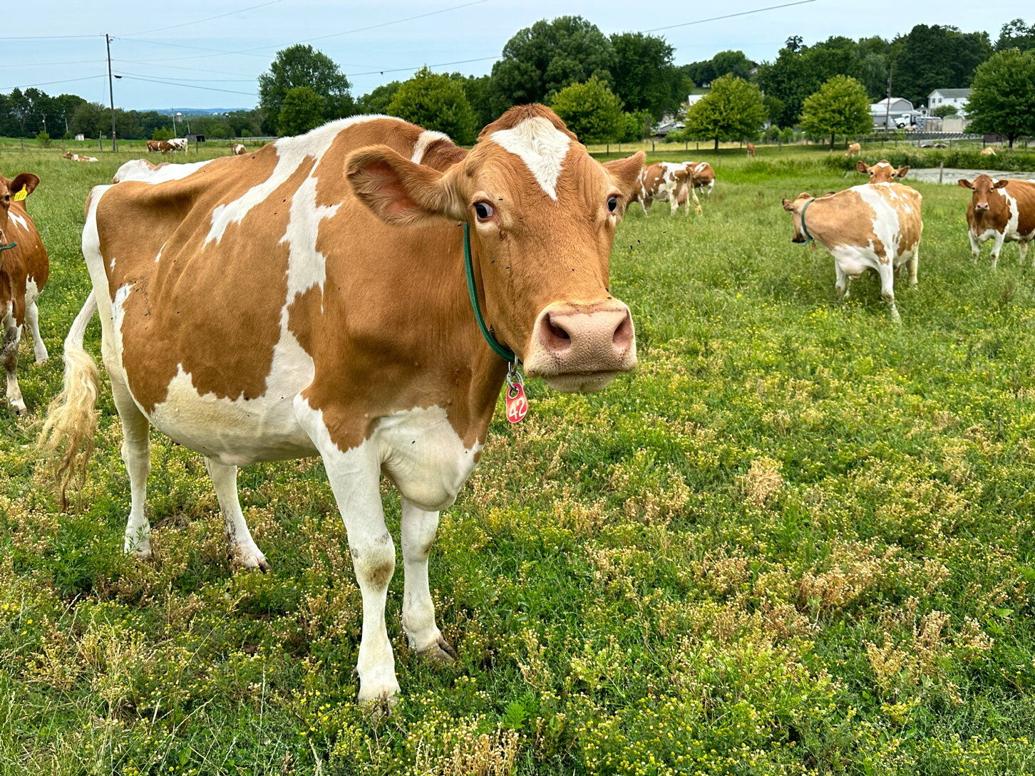 Guernseys and Their Golden Milk Are Ready to Make a Comeback | Dairy ...