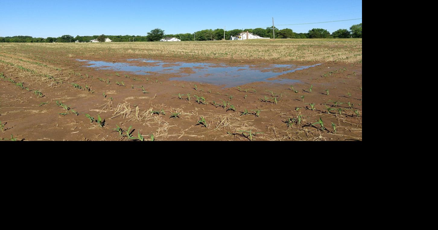 Farmers Advised to Assess Nitrogen Losses After Extreme Rainfall ...
