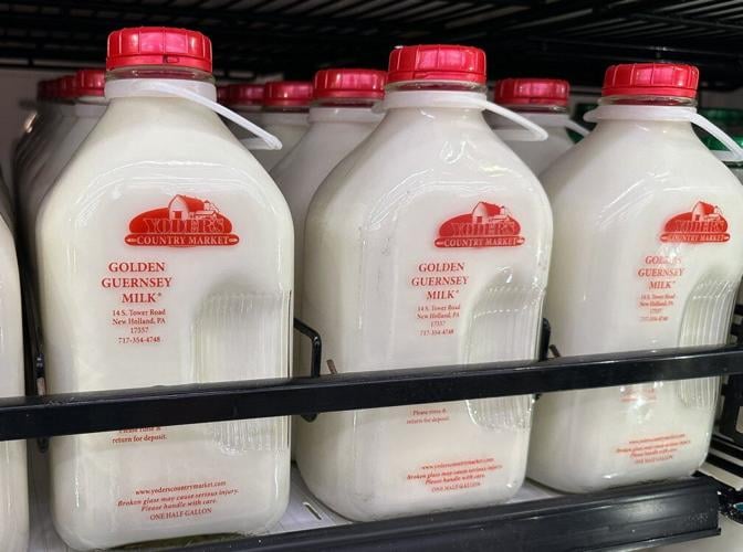 Guernseys and Their Golden Milk Are Ready to Make a Comeback | Dairy News | lancasterfarming.com