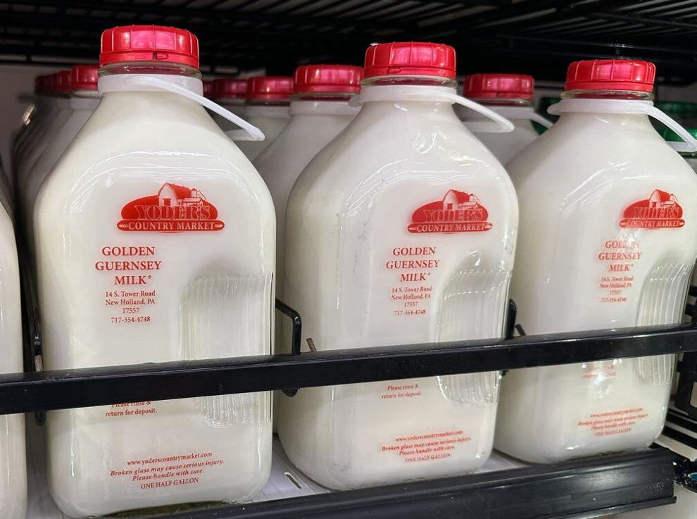 Guernseys and Their Golden Milk Are Ready to Make a Comeback | Dairy ...