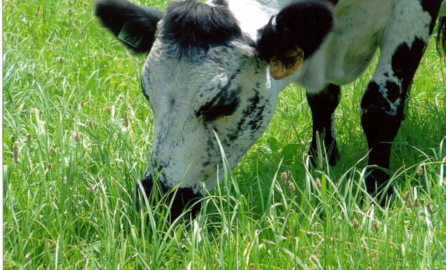 Avoid Overgrazing This Spring with Smarter Grazing Strategies ...