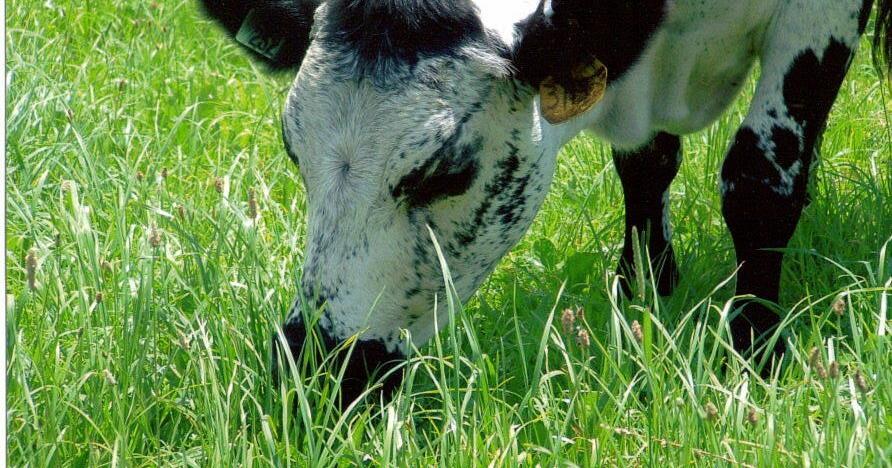 Avoid Overgrazing This Spring with Smarter Grazing Strategies ...