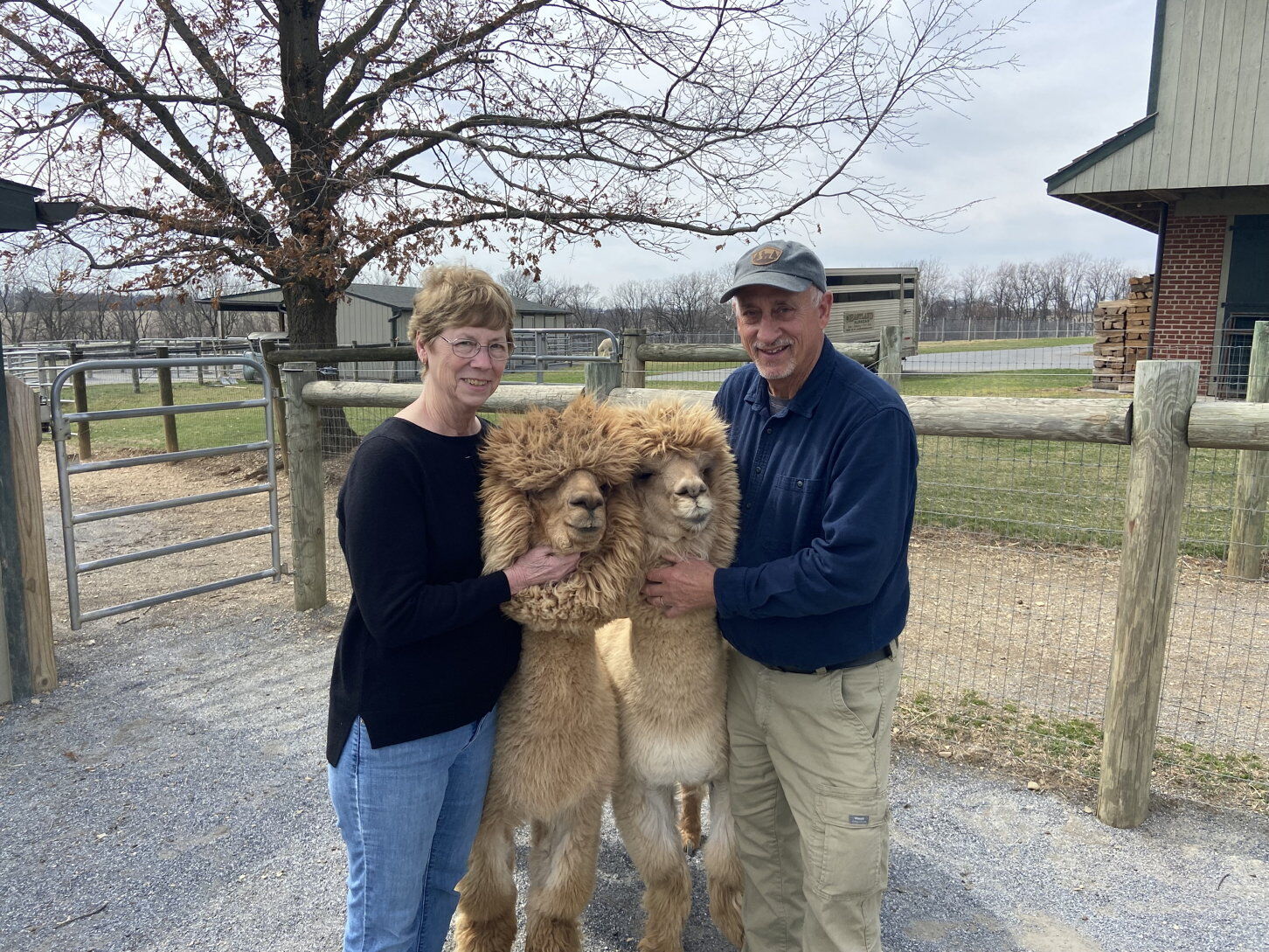 Eastland Alpacas a Dream Come True: Lancaster Couple Grows Herd From ...