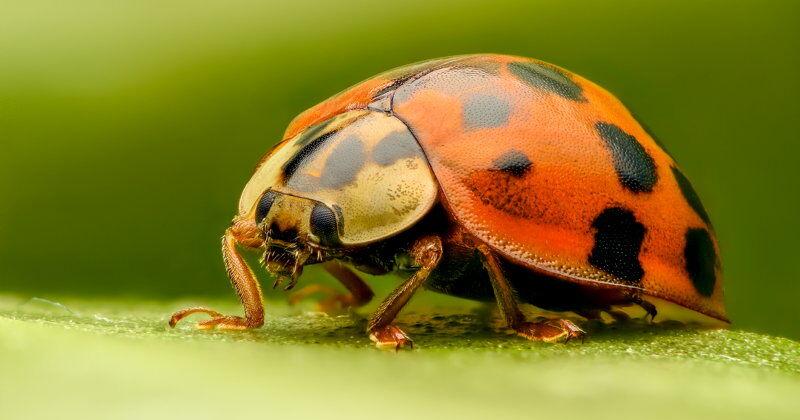 Five Outside Bugs You’ll See Indoors During Fall and Winter | Gardening ...