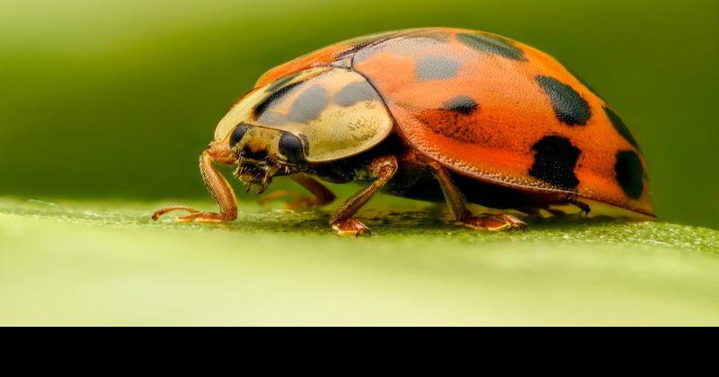 Five Outside Bugs You’ll See Indoors During Fall and Winter | Gardening ...