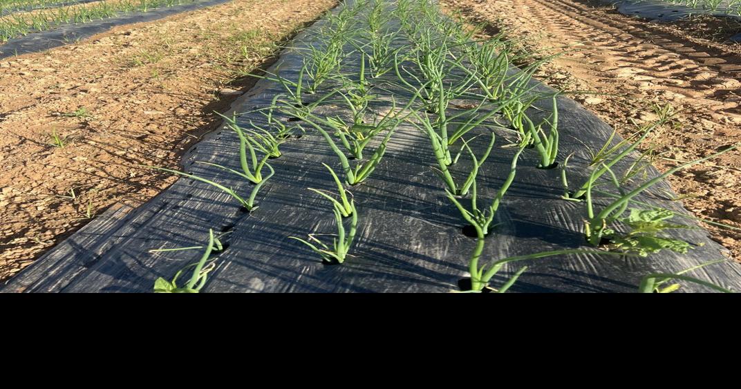 A Surprise in the Onion Field Is a Reminder of the Importance of Faith ...