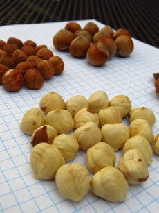 Hazelnut Farming Takes Root in New Jersey with Help from Military ...
