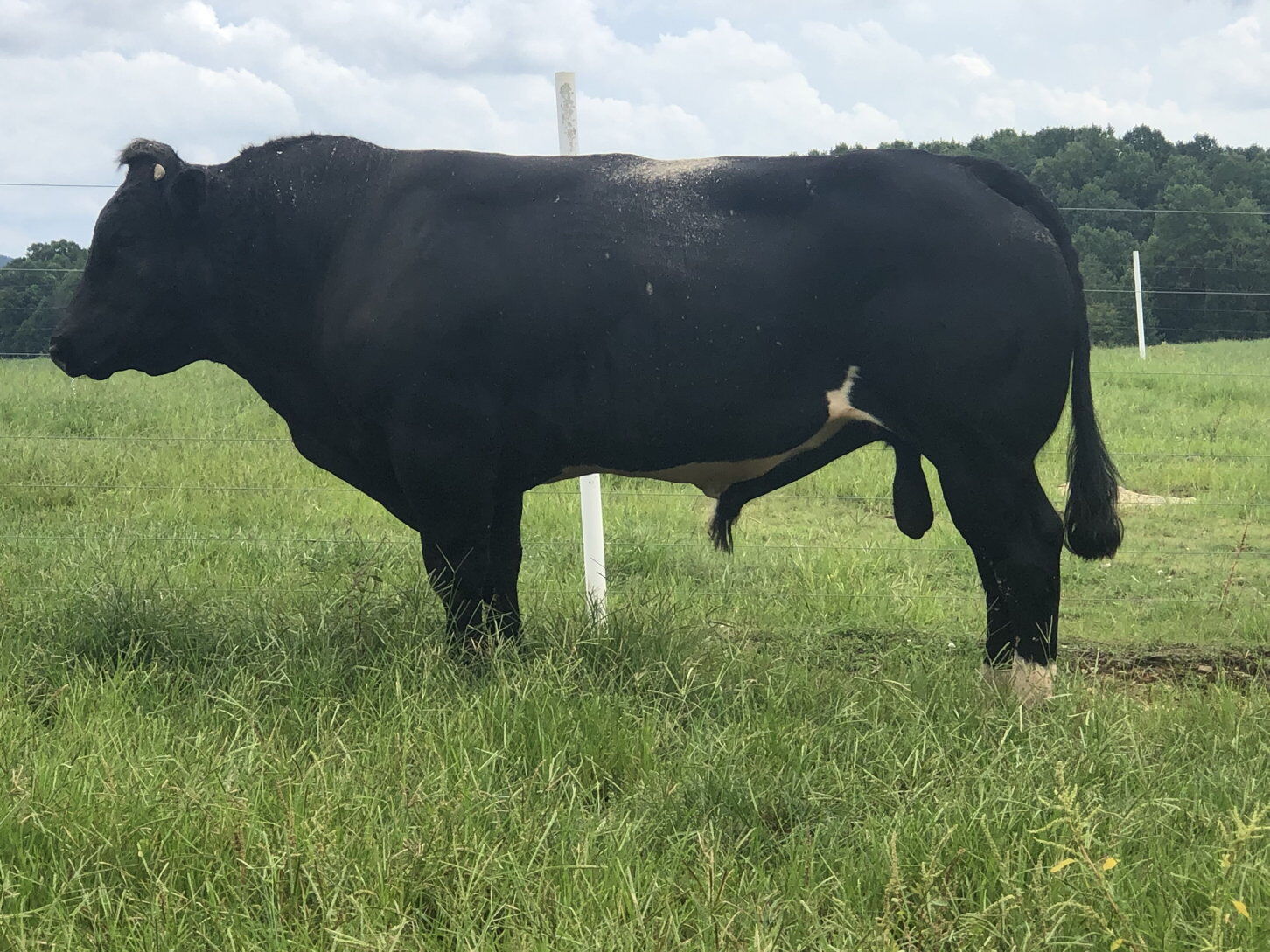 Muscular Belgian Blue Cattle Prized for Low-Cholesterol Beef ...