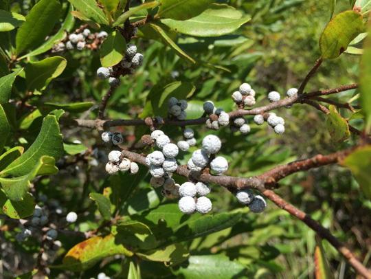 5 Berry Bushes to Feed the Birds in Your Garden Over Winter | Gardening ...