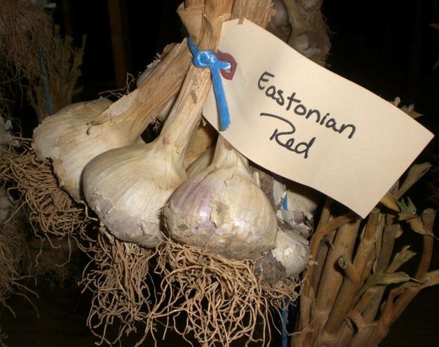 Gourmet Garlic and Value-Added Products Are Golden Harvest Acres' Niche ...