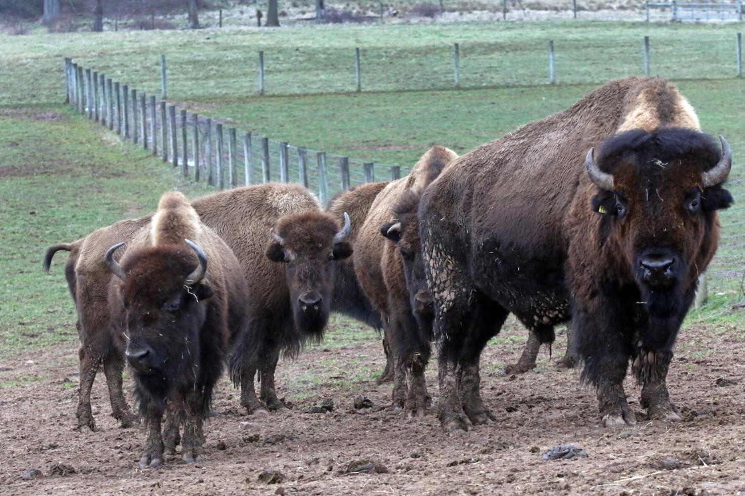 Field Slaughter Considered More Humane Option for Bison | Livestock ...