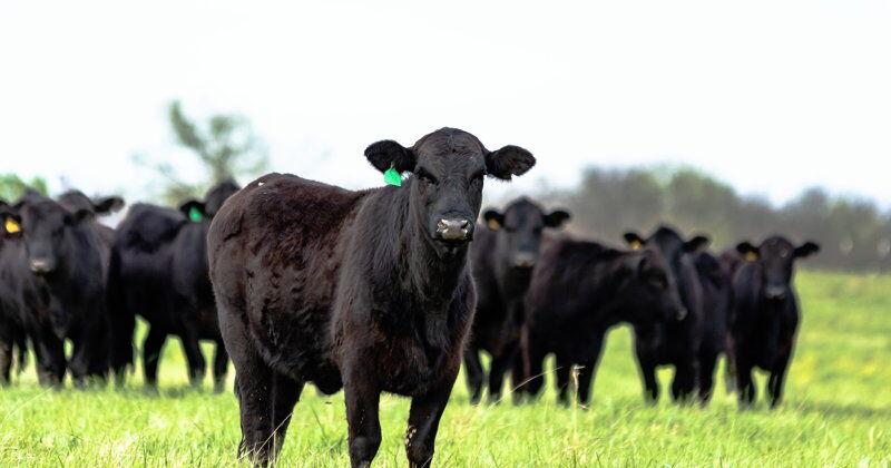 Everything You Need to Know Before Starting a Freezer Beef Business ...