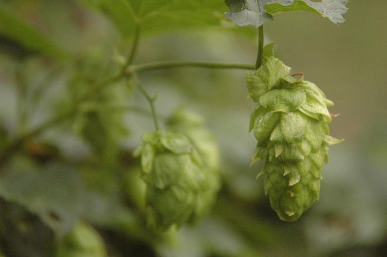 Hop Growers Meet Top Pests | Farming and Agricultural News ...