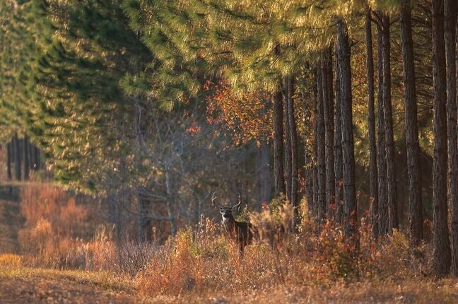 Welcoming Deer Hunting Season Again [Opinion] | Farm and Rural Family ...