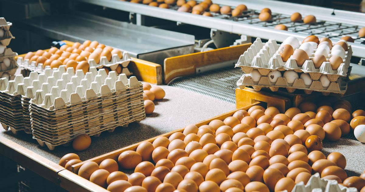 Best Egg Handling Practices for Producers | Poultry News ...