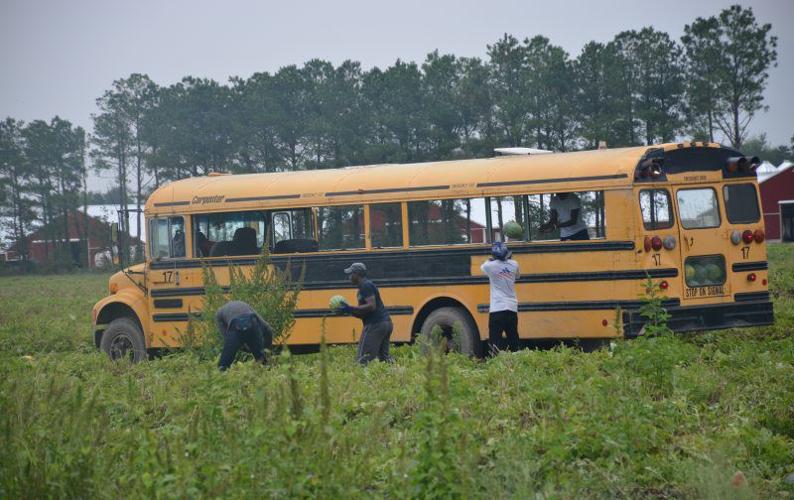 Old School Buses Abound For Watermelons | News | lancasterfarming.com