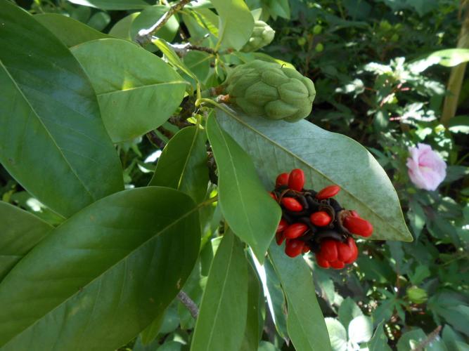 12 Native Trees and Shrubs for Home Landscapes and Gardens | Gardening ...