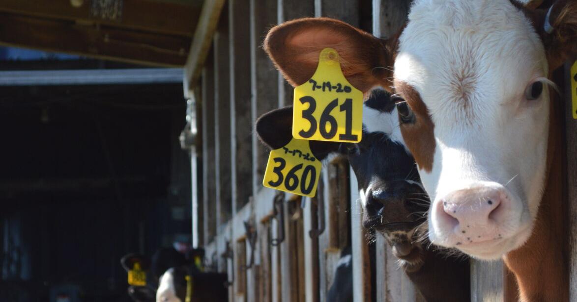 Temperature Regulation is Important for Cow Comfort | Farming and ...