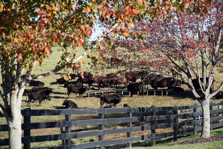 Central Virginia Farmer Switches to Japanese Wagyu Cattle | Livestock ...